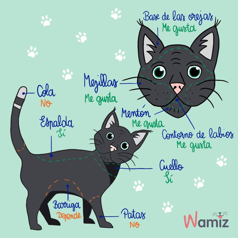 Cómo Y Dónde Acariciar A Un Gato Guía Definitiva